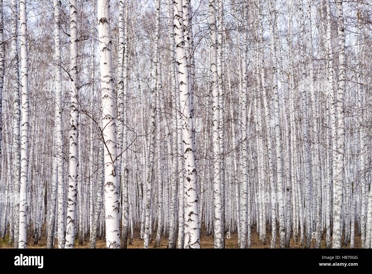 spring birch forest Stock Photo - Alamy