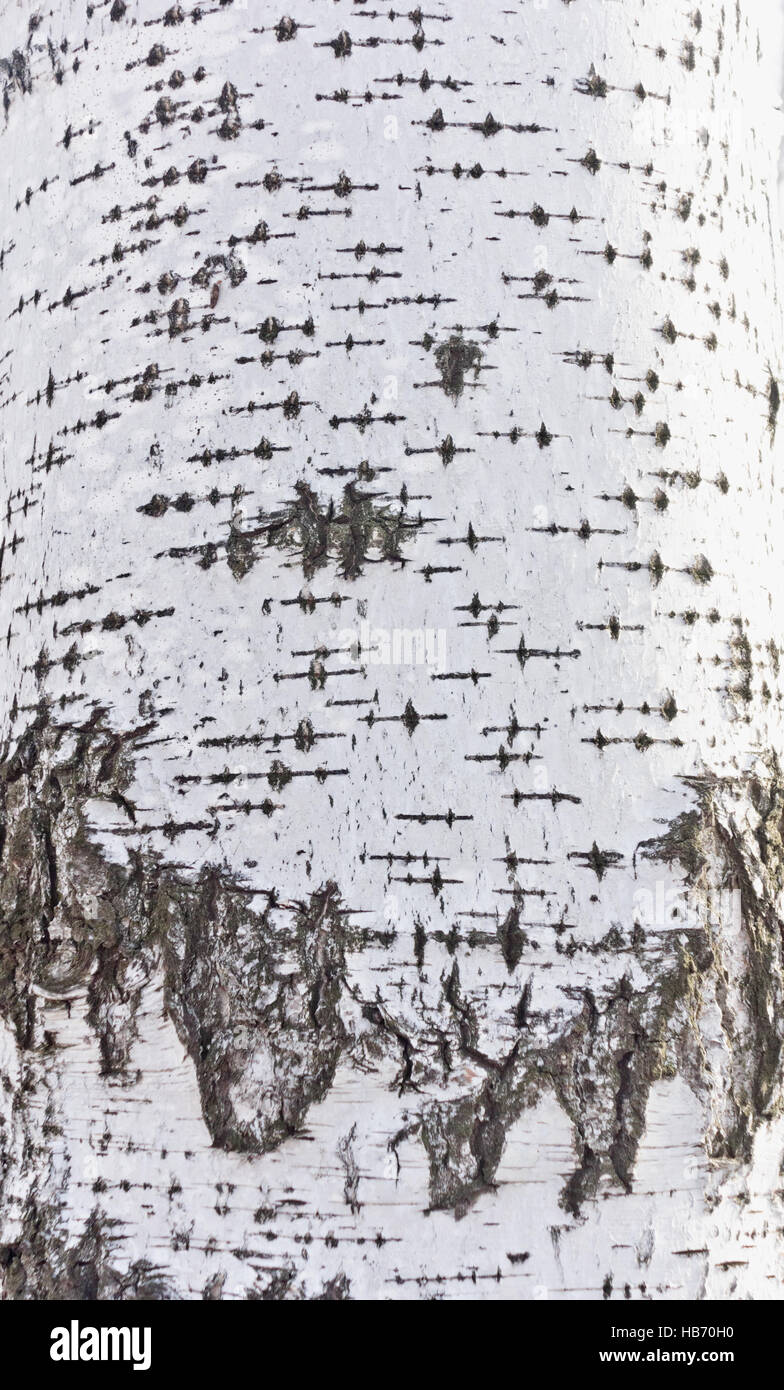 birch bark texture Stock Photo - Alamy