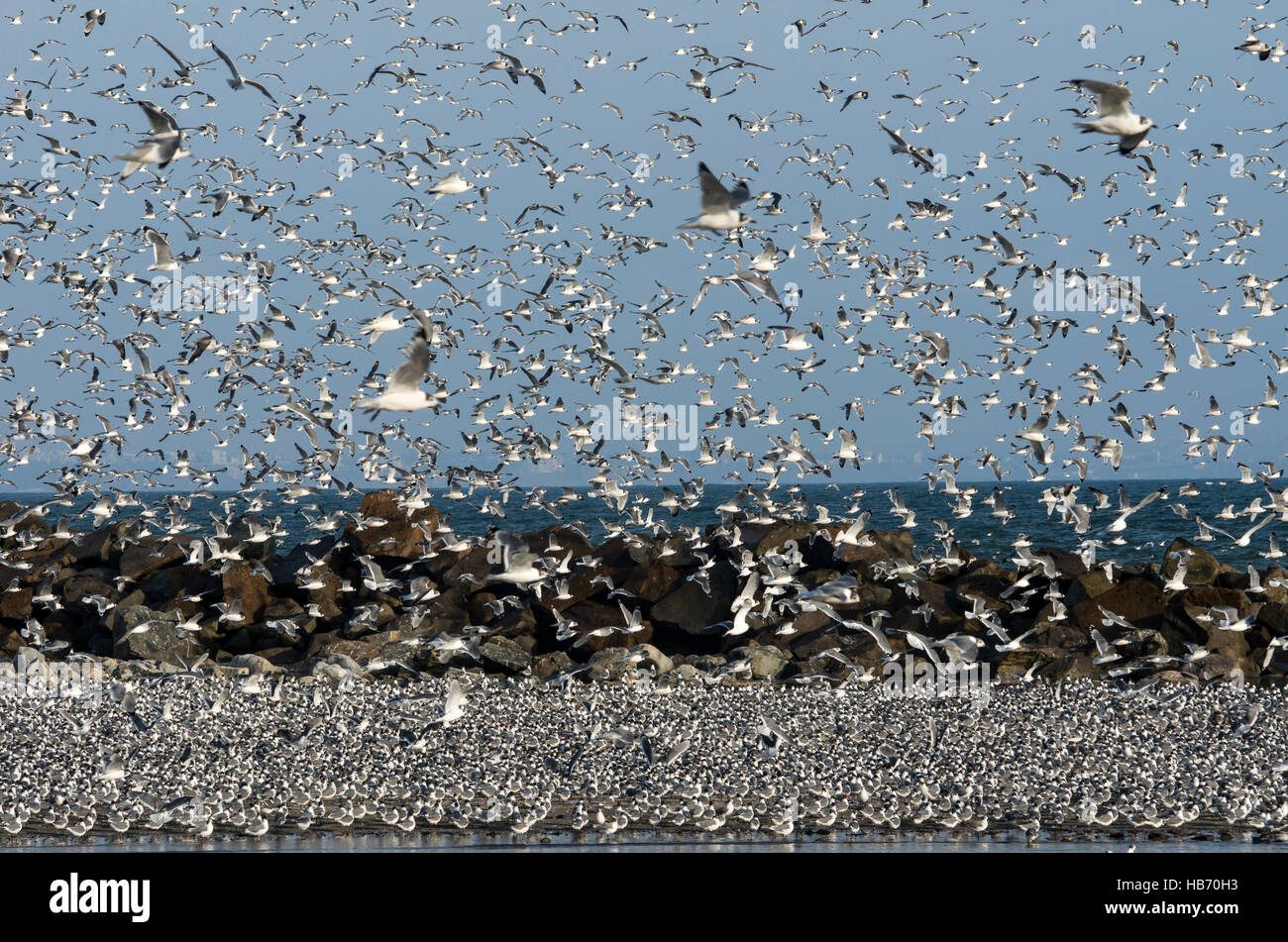 Flock of birds in La Punta, El Callao, Peru Stock Photo - Alamy