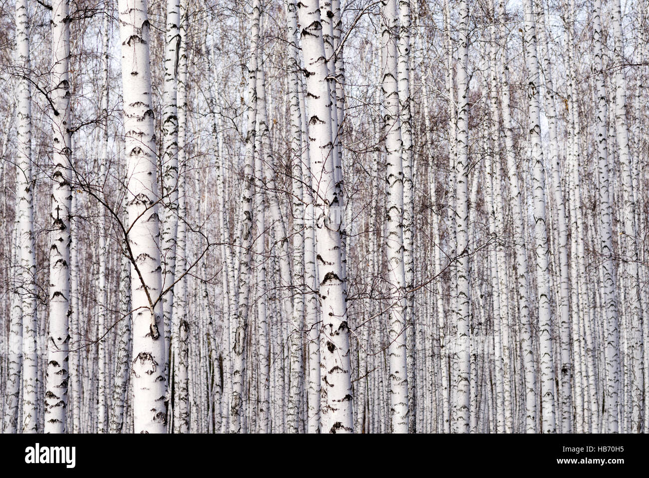 birch trees background Stock Photo - Alamy