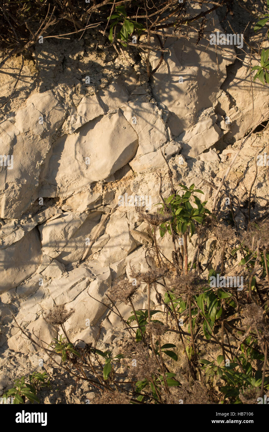 Ballard Cliff, Swanage, Dorset Stock Photo - Alamy