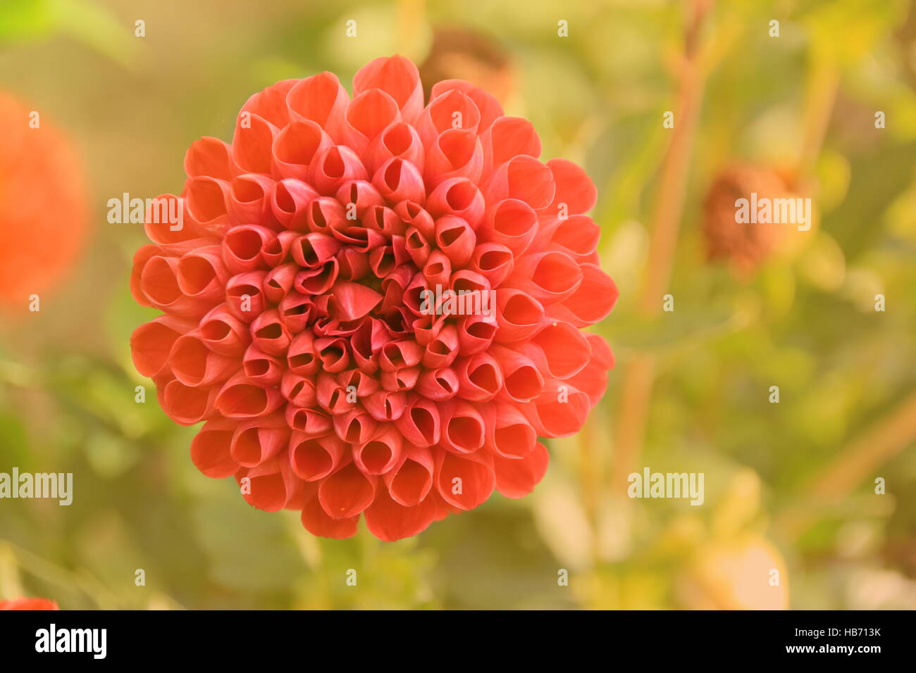 Beautiful red summer flower Stock Photo - Alamy