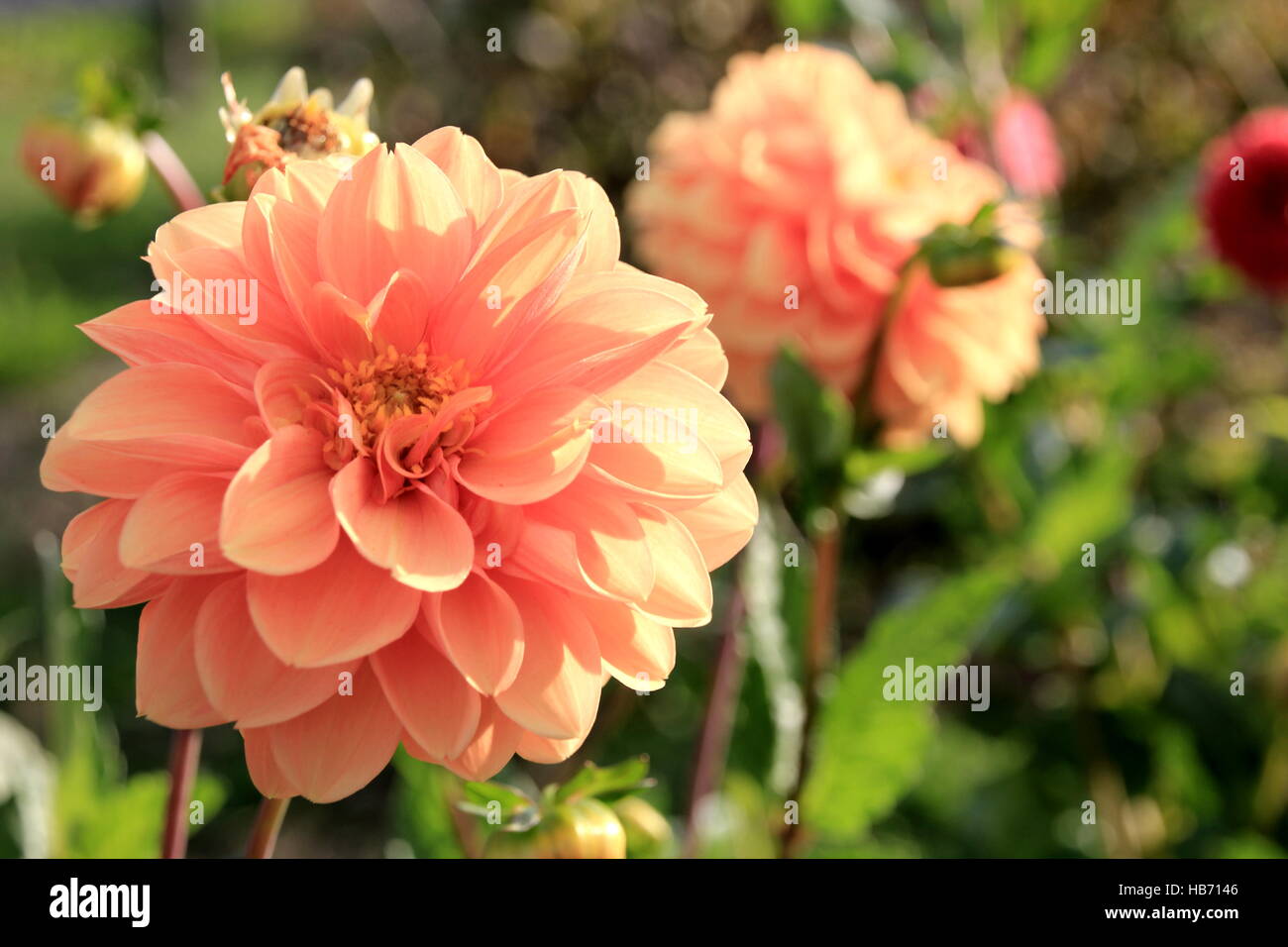 Beautiful red summer flower Stock Photo - Alamy