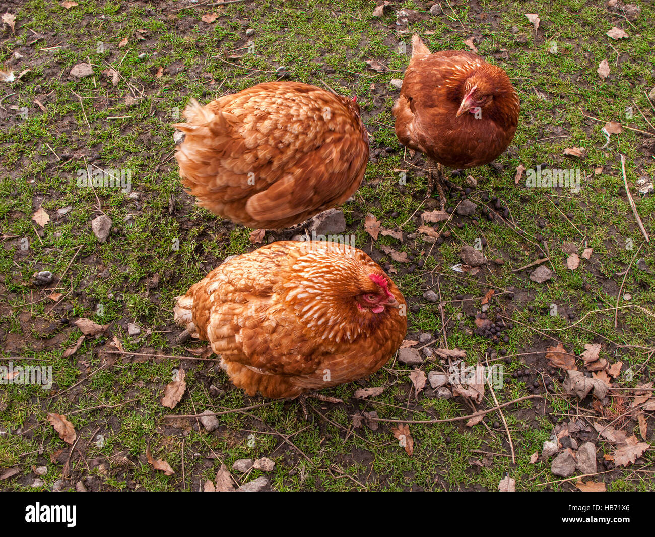 Free warren hi-res stock photography and images - Alamy