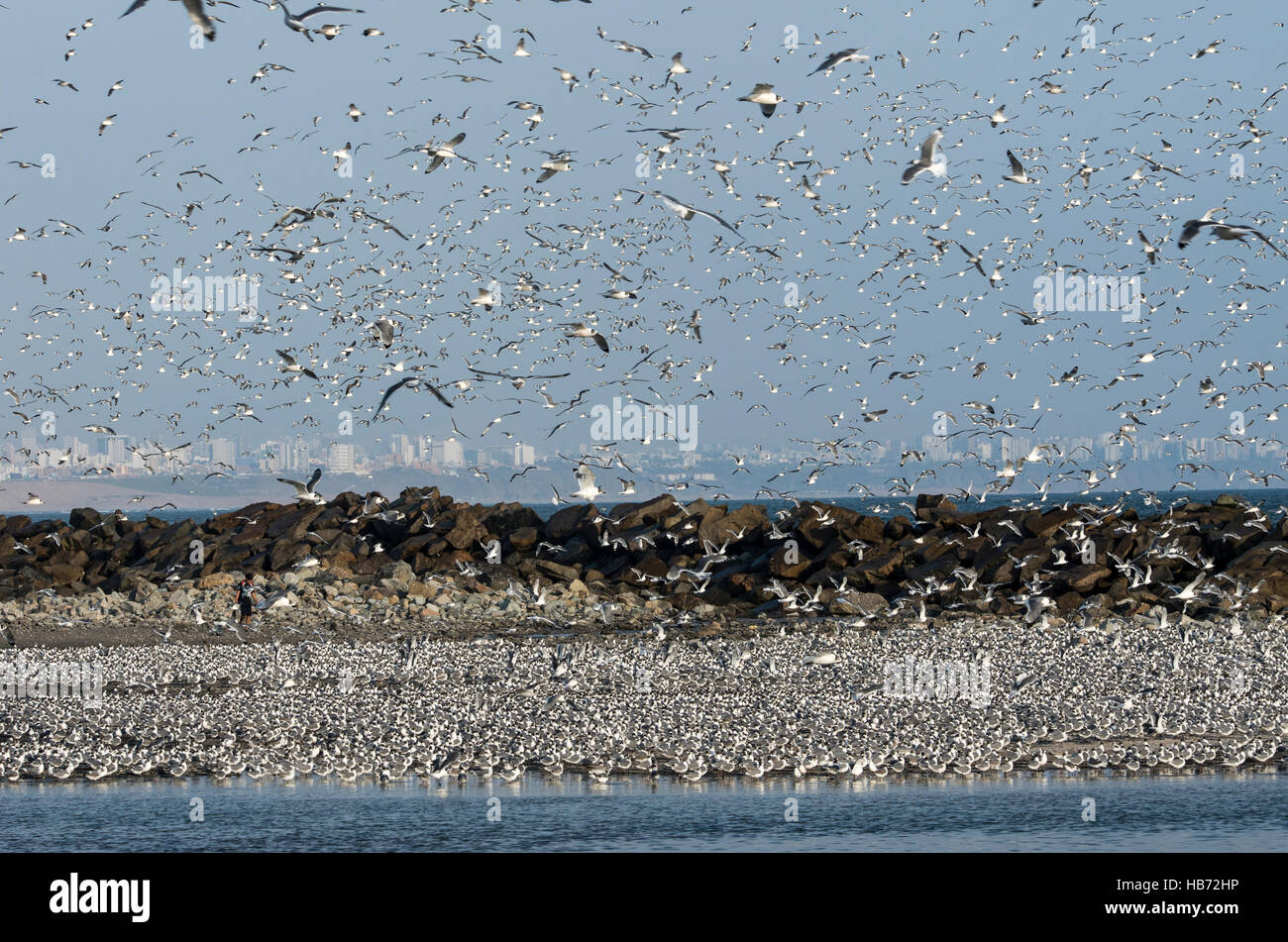 Flock of birds in La Punta, El Callao, Peru Stock Photo - Alamy