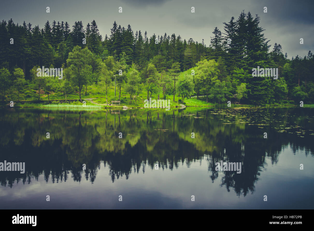 Trees reflecting in the lake Stock Photo - Alamy