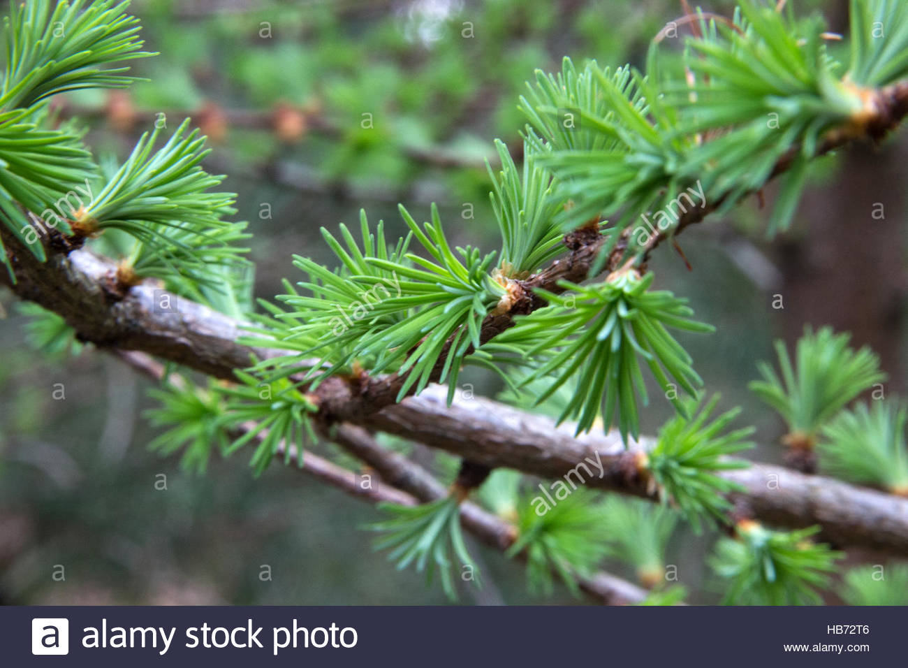 Larch Branch Stock Photos & Larch Branch Stock Images - Alamy