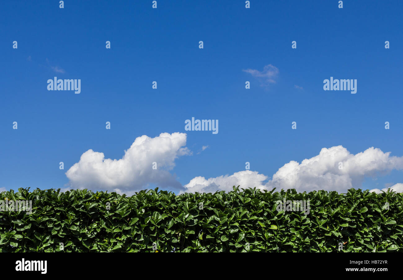 Prune tree fence hi-res stock photography and images - Alamy