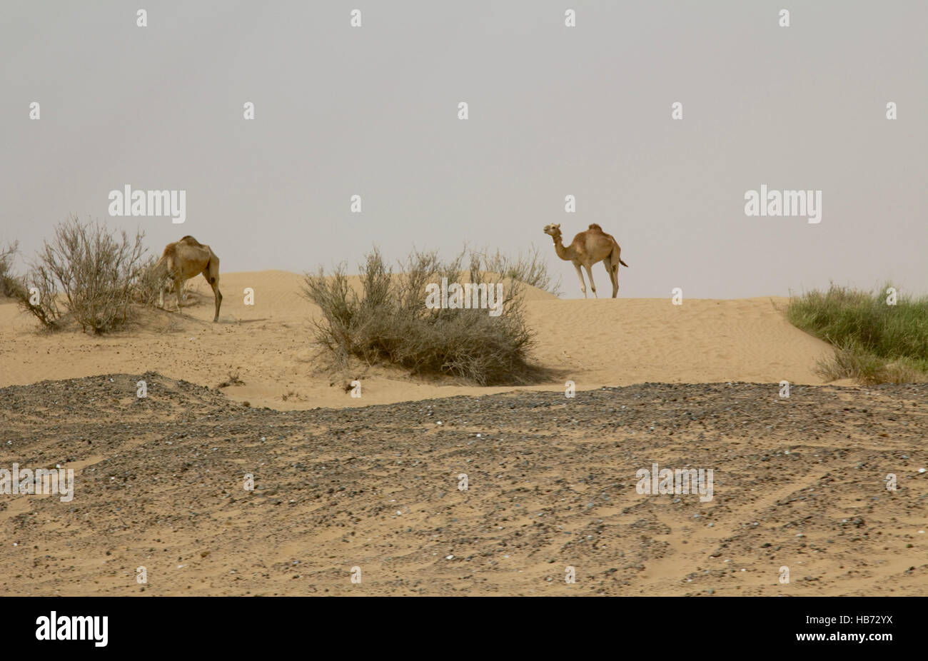 Uae desert camel hi-res stock photography and images - Alamy