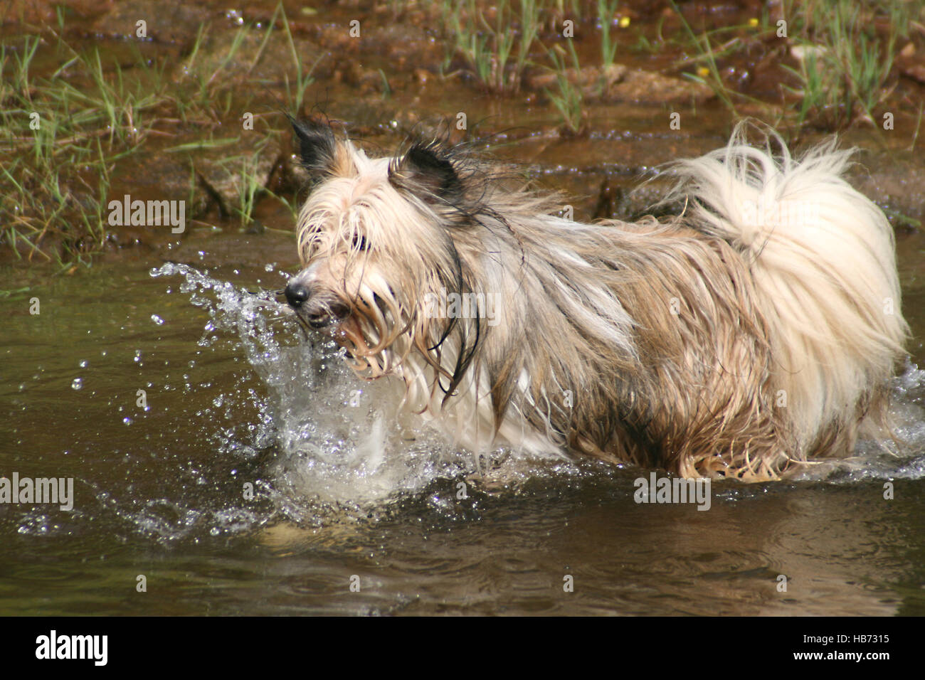 Dog in water Stock Photo - Alamy