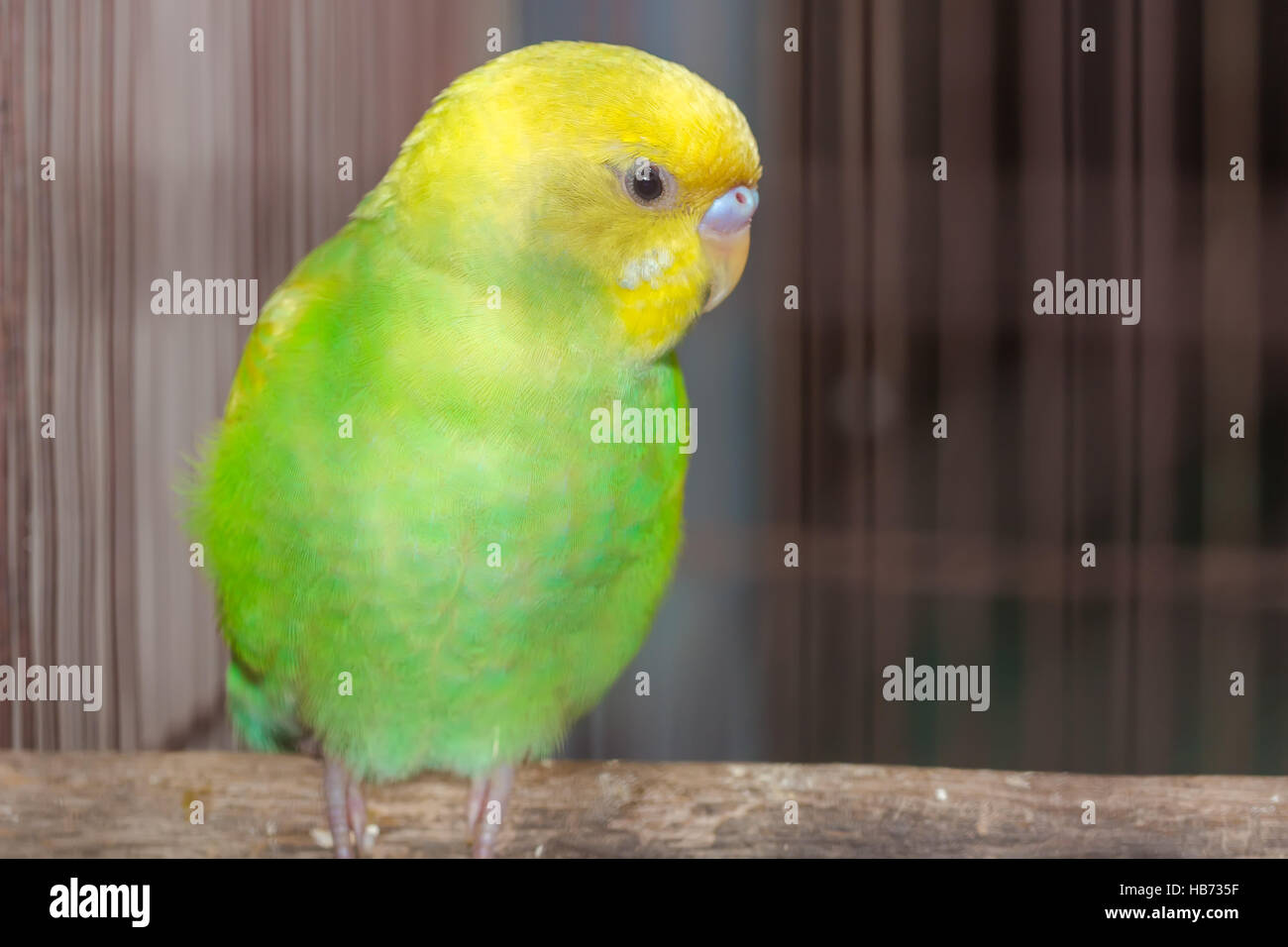 Green budgerigar hi-res stock photography and images - Alamy