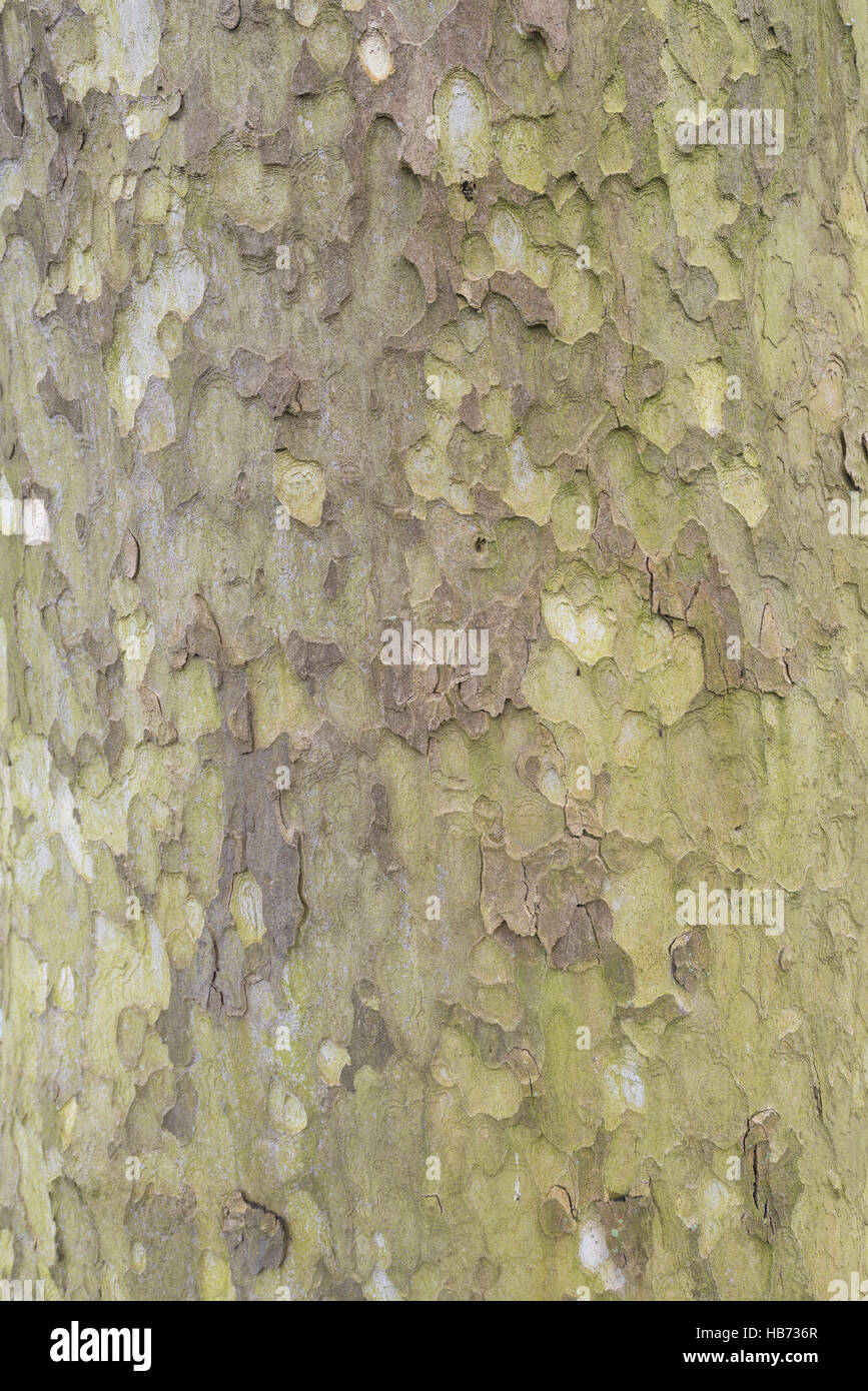 Sycamore tree bark hi-res stock photography and images - Alamy