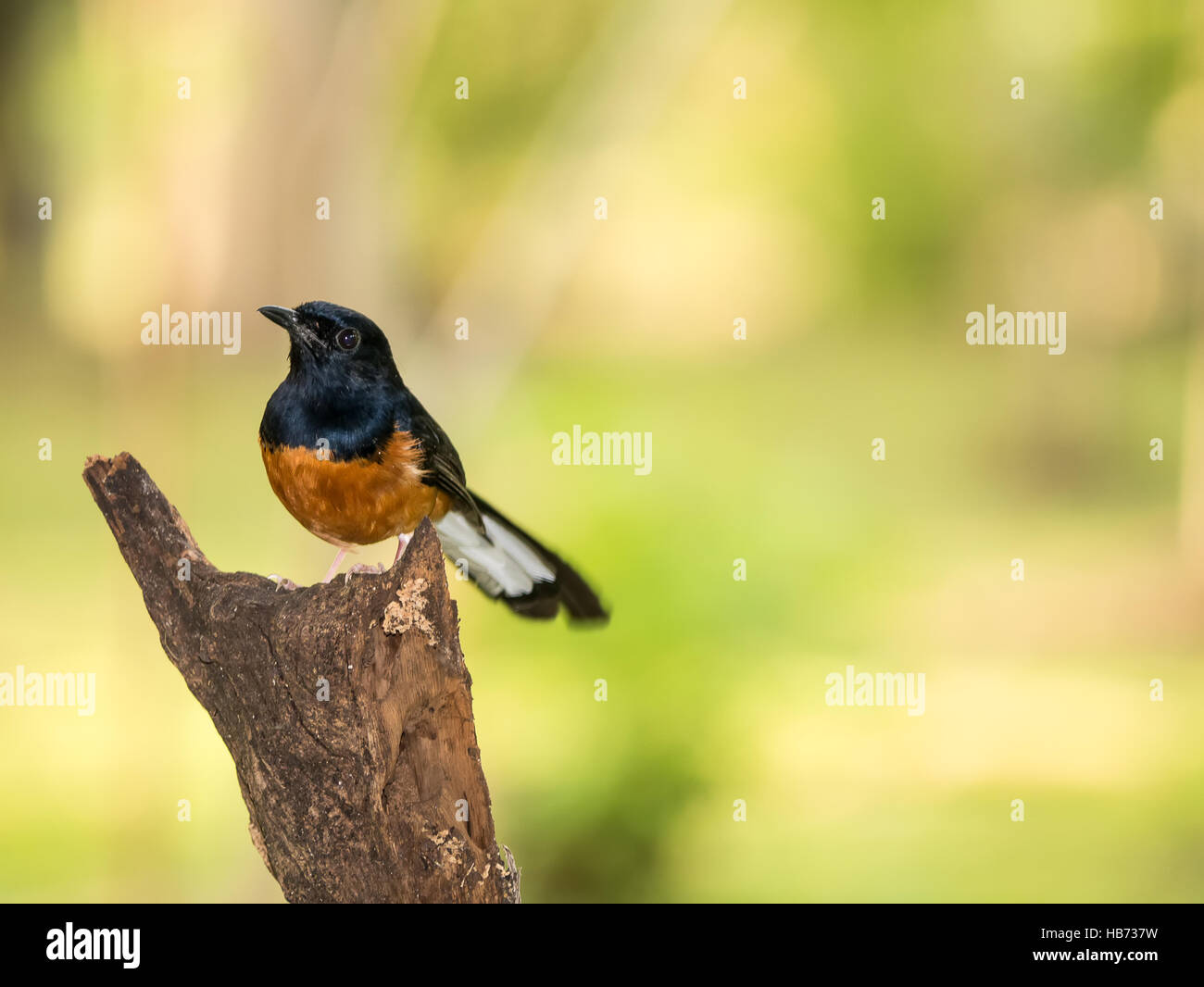 Shama Bird High Resolution Stock Photography and Images - Alamy