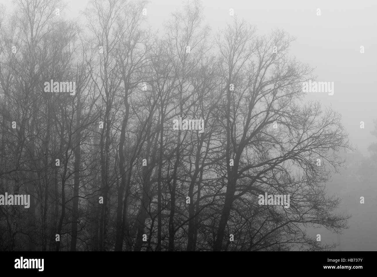Grey outlines hi-res stock photography and images - Alamy