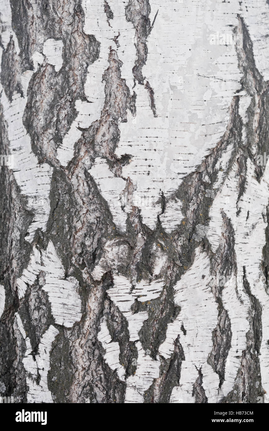 birch bark texture Stock Photo - Alamy