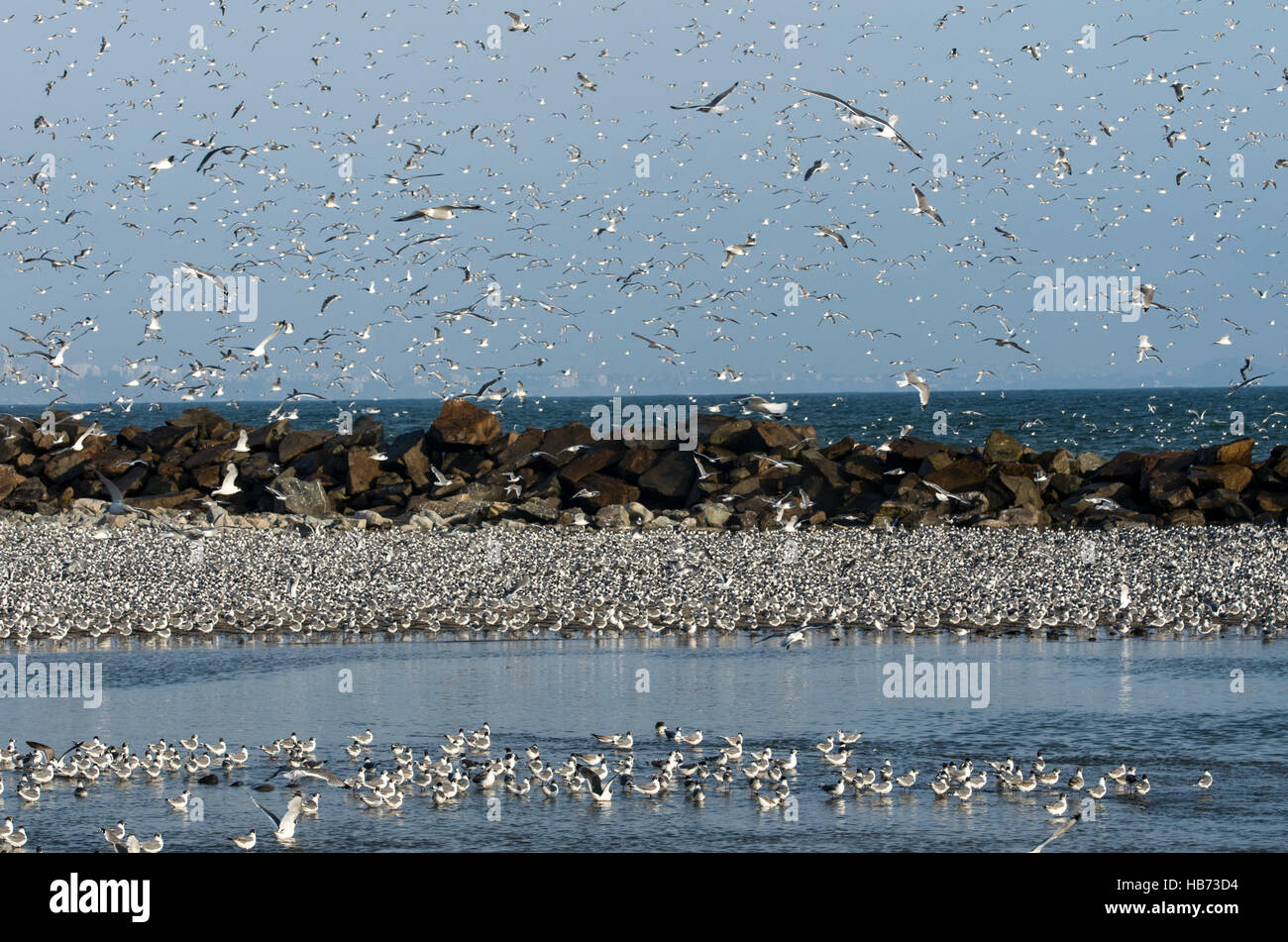 Flock of birds in La Punta, El Callao, Peru Stock Photo - Alamy