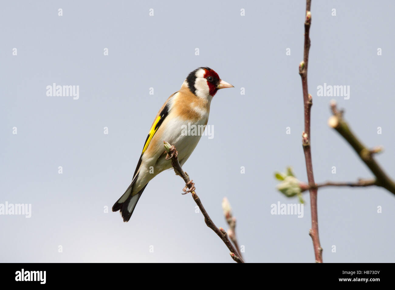 Goldfinches singing hi-res stock photography and images - Alamy