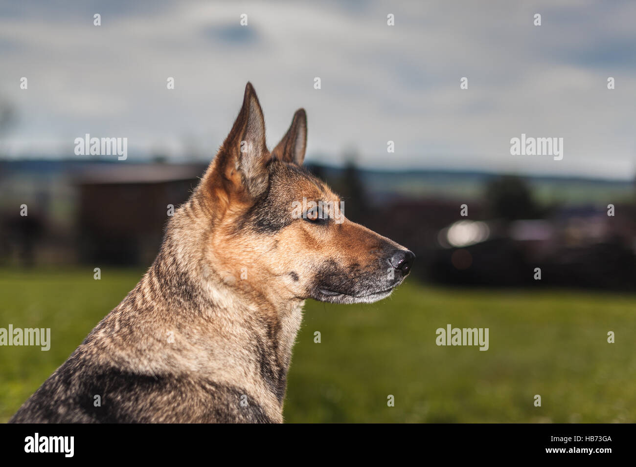 German Shepherd on a spring meadow Stock Photo - Alamy