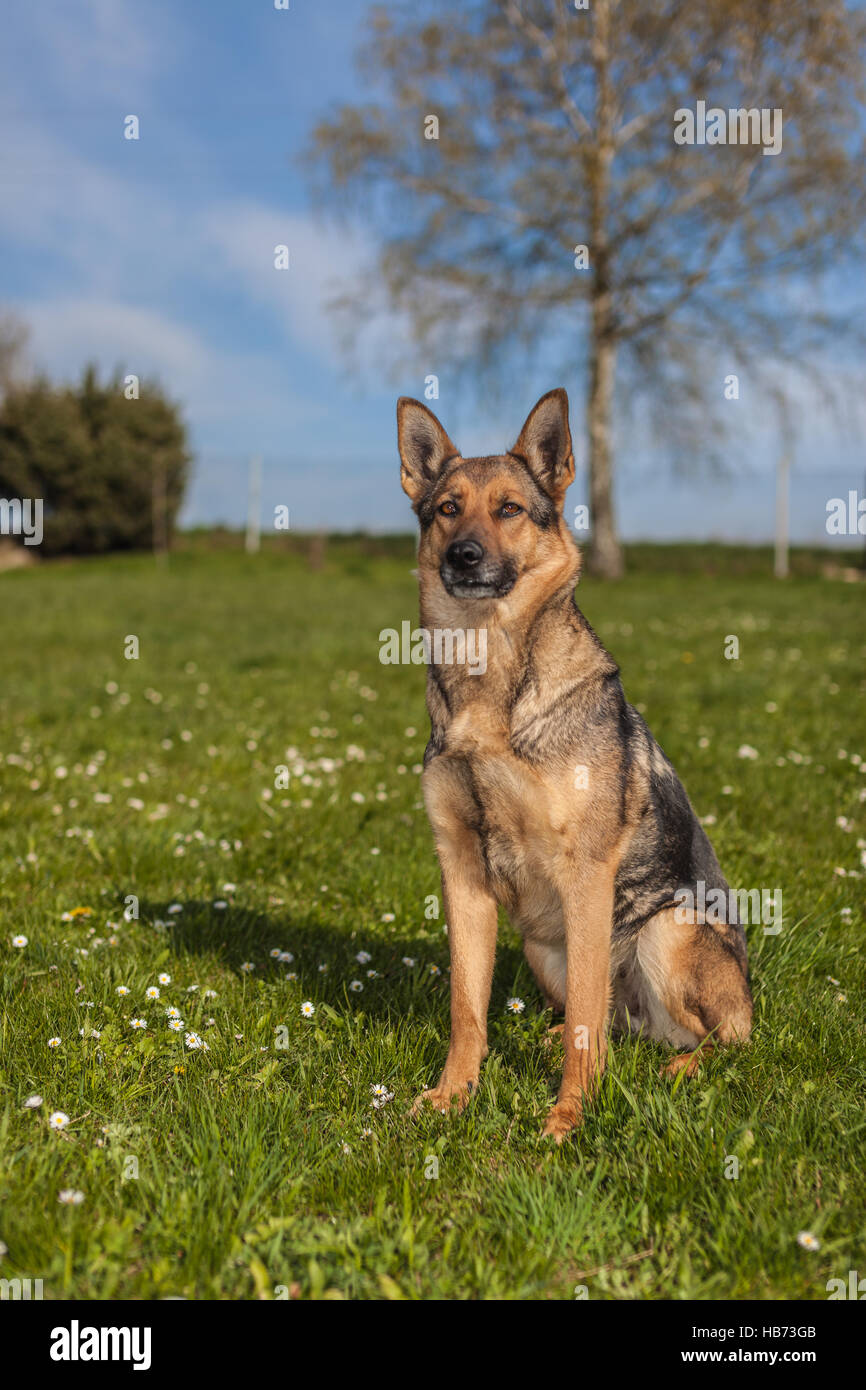 German Shepherd on a spring meadow Stock Photo - Alamy