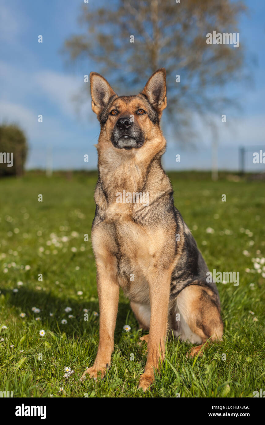 German Shepherd on a spring meadow Stock Photo - Alamy
