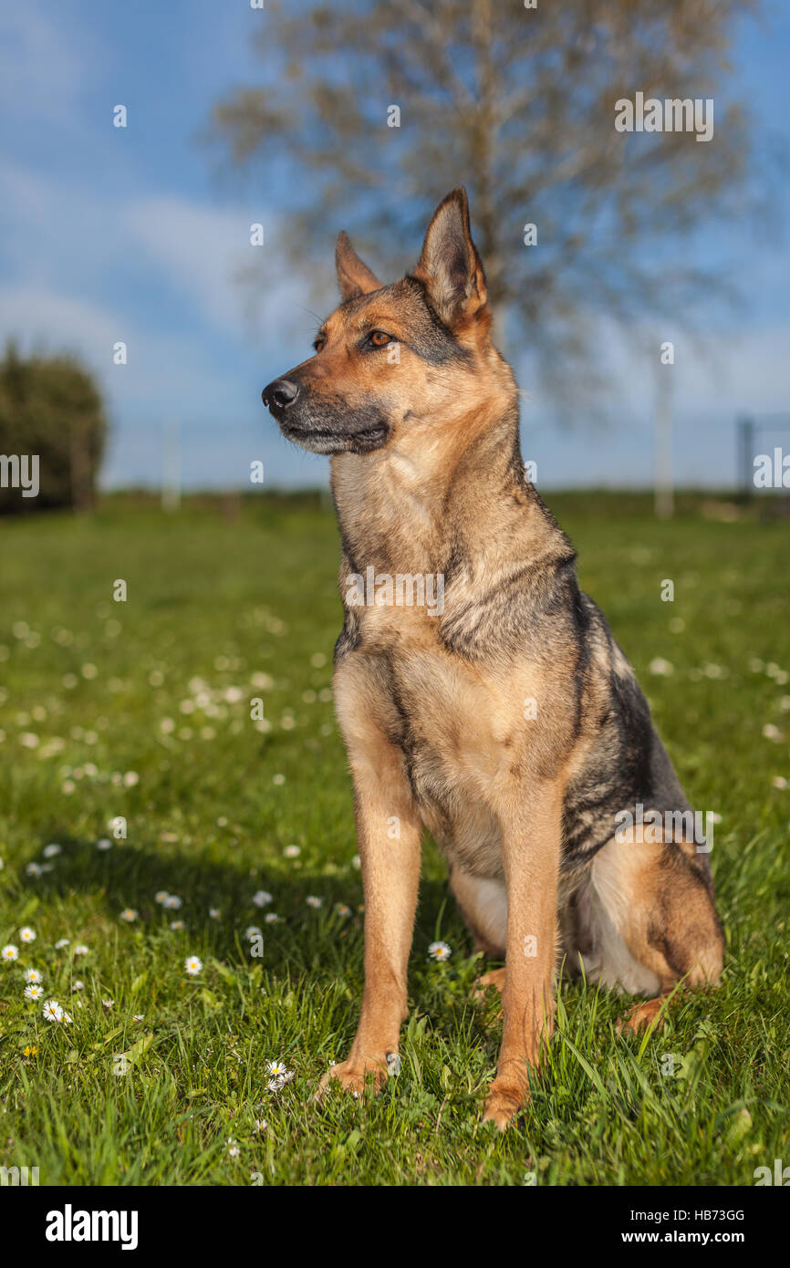 German Shepherd on a spring meadow Stock Photo - Alamy