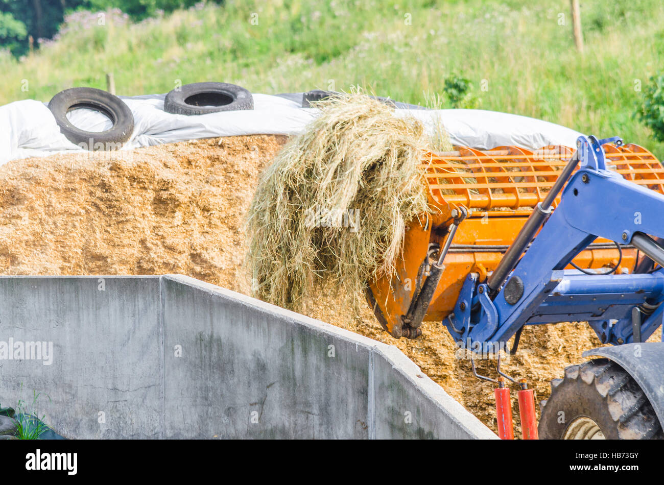 Silage, silage fodder in the silo Stock Photo - Alamy