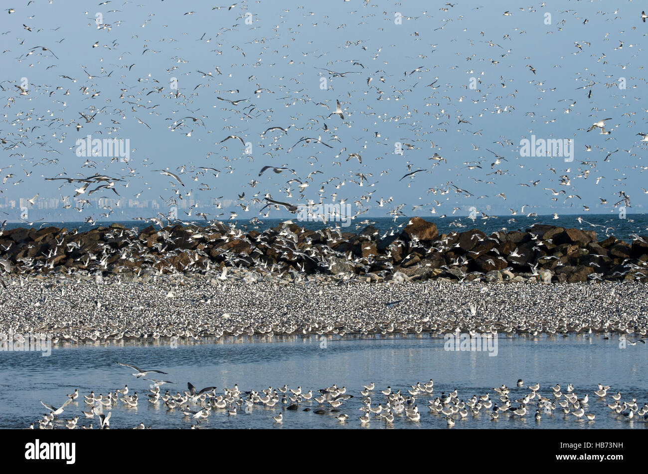Flock of birds in La Punta, El Callao, Peru Stock Photo - Alamy