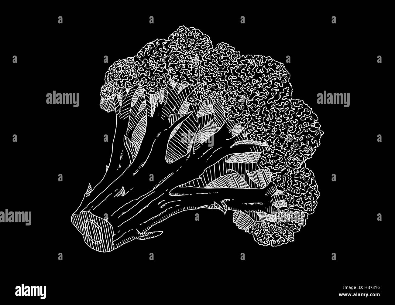 Picture of white broccoli on the black background Stock Photo - Alamy