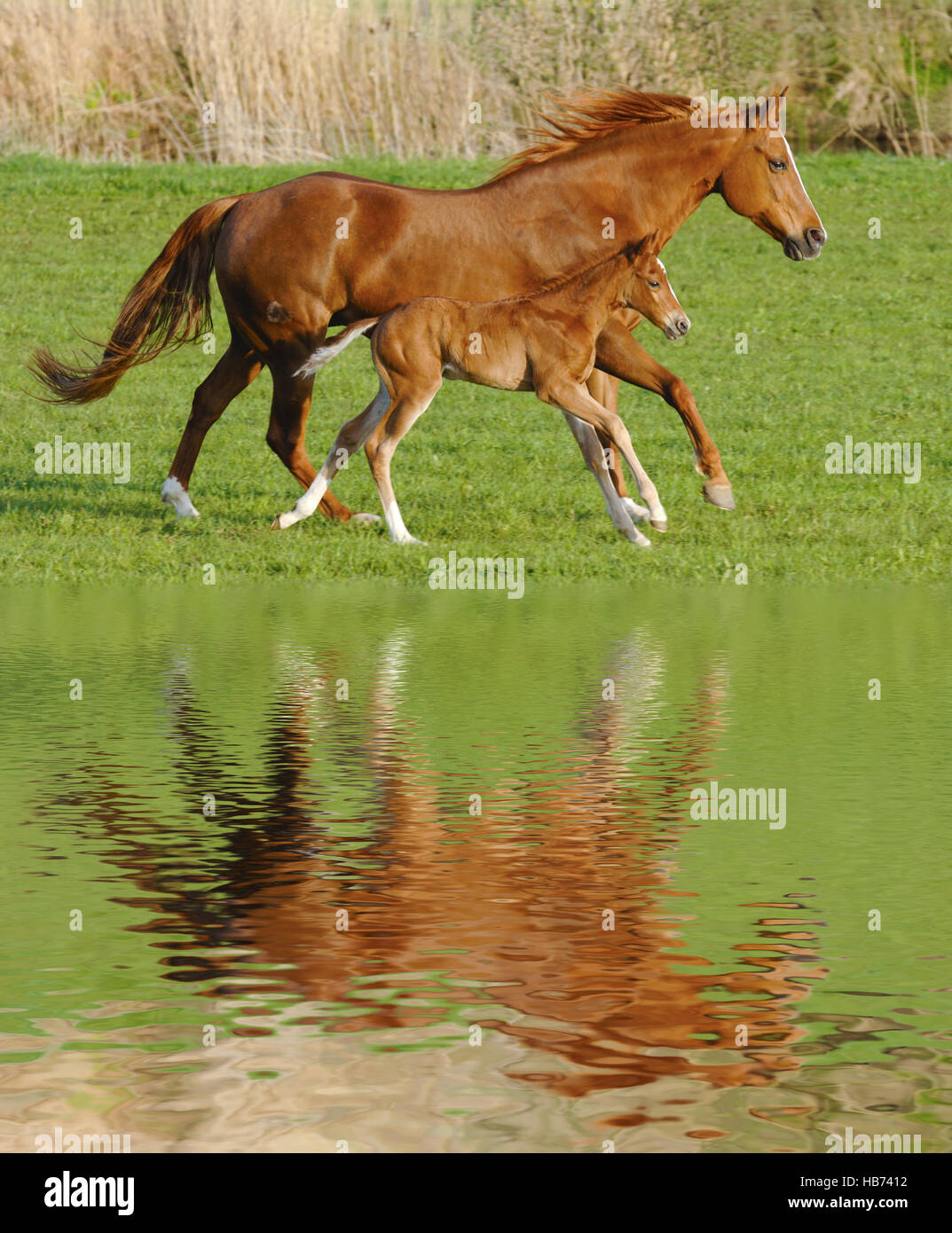 Horses in harmony hi-res stock photography and images - Alamy