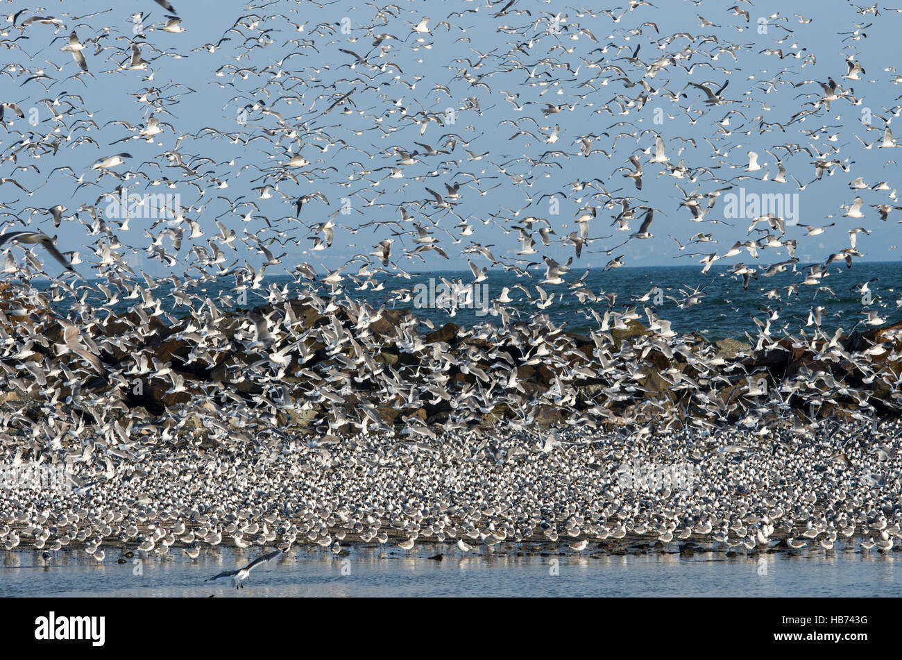 Flock of birds in La Punta, El Callao, Peru Stock Photo - Alamy
