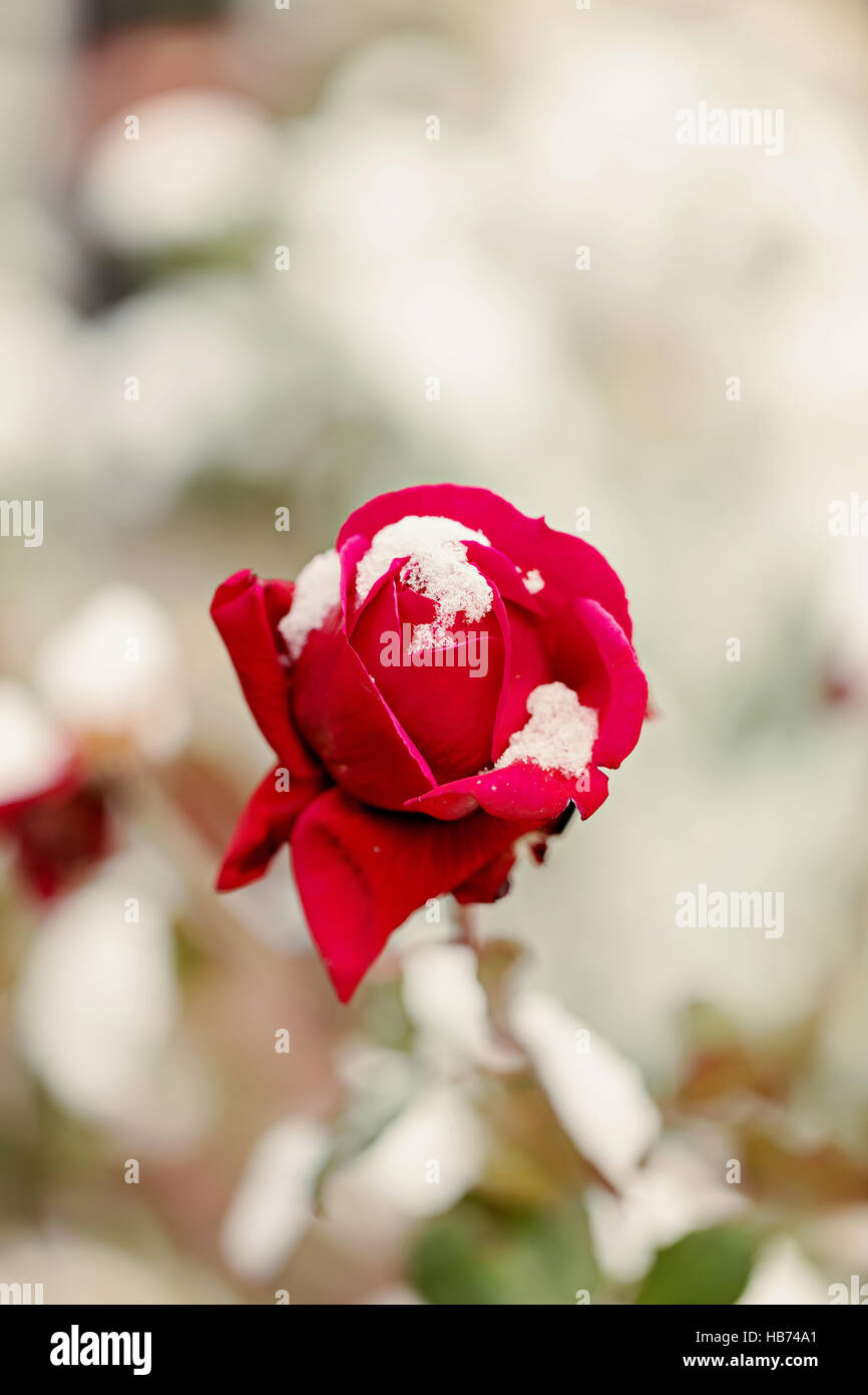 Red roses in the snow hi-res stock photography and images - Alamy