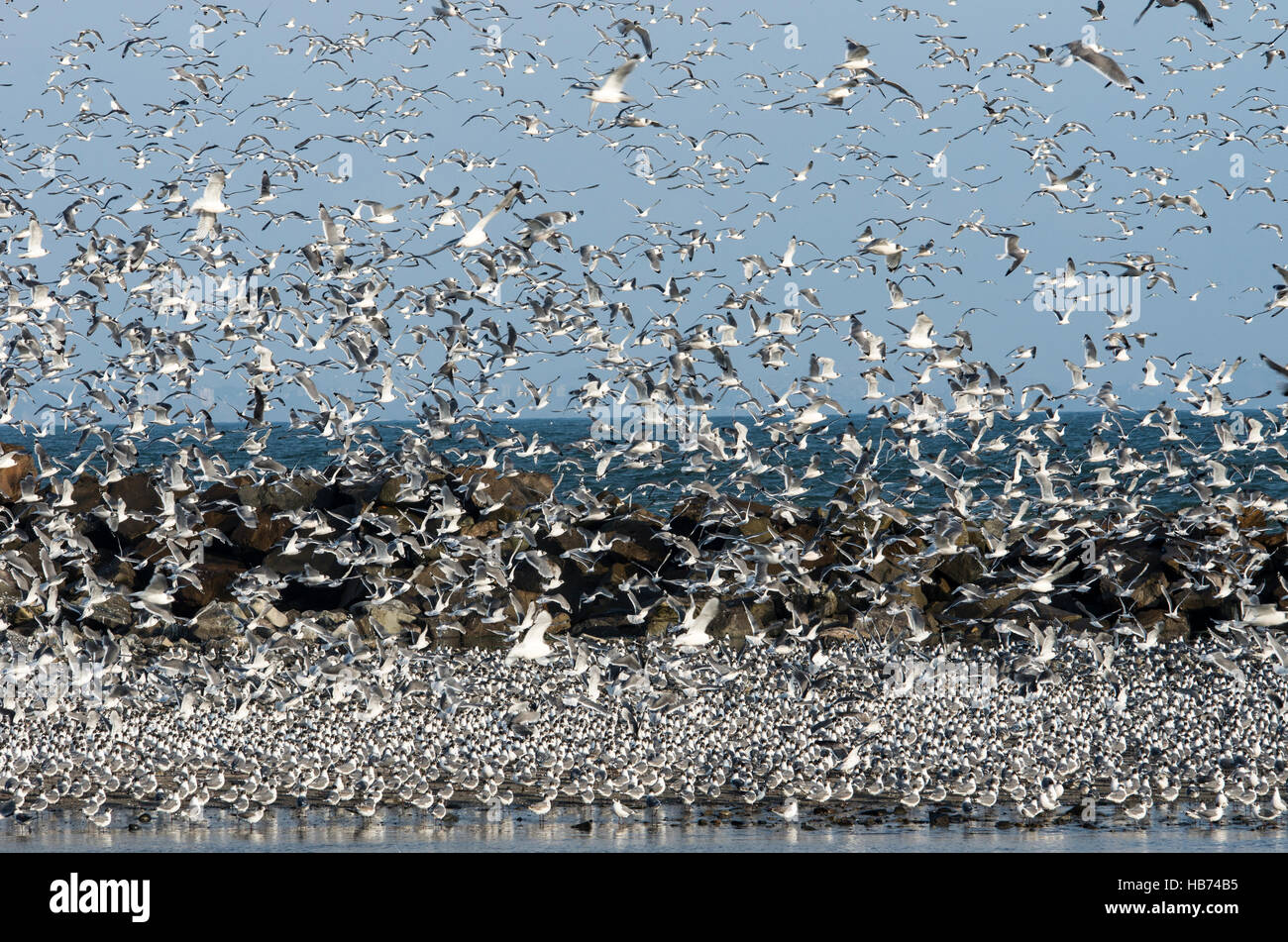 Flock of birds in La Punta, El Callao, Peru Stock Photo - Alamy