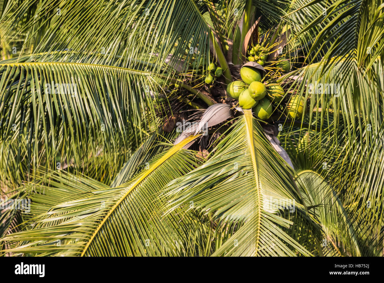 Coconut cluster on coconut tree Stock Photo - Alamy