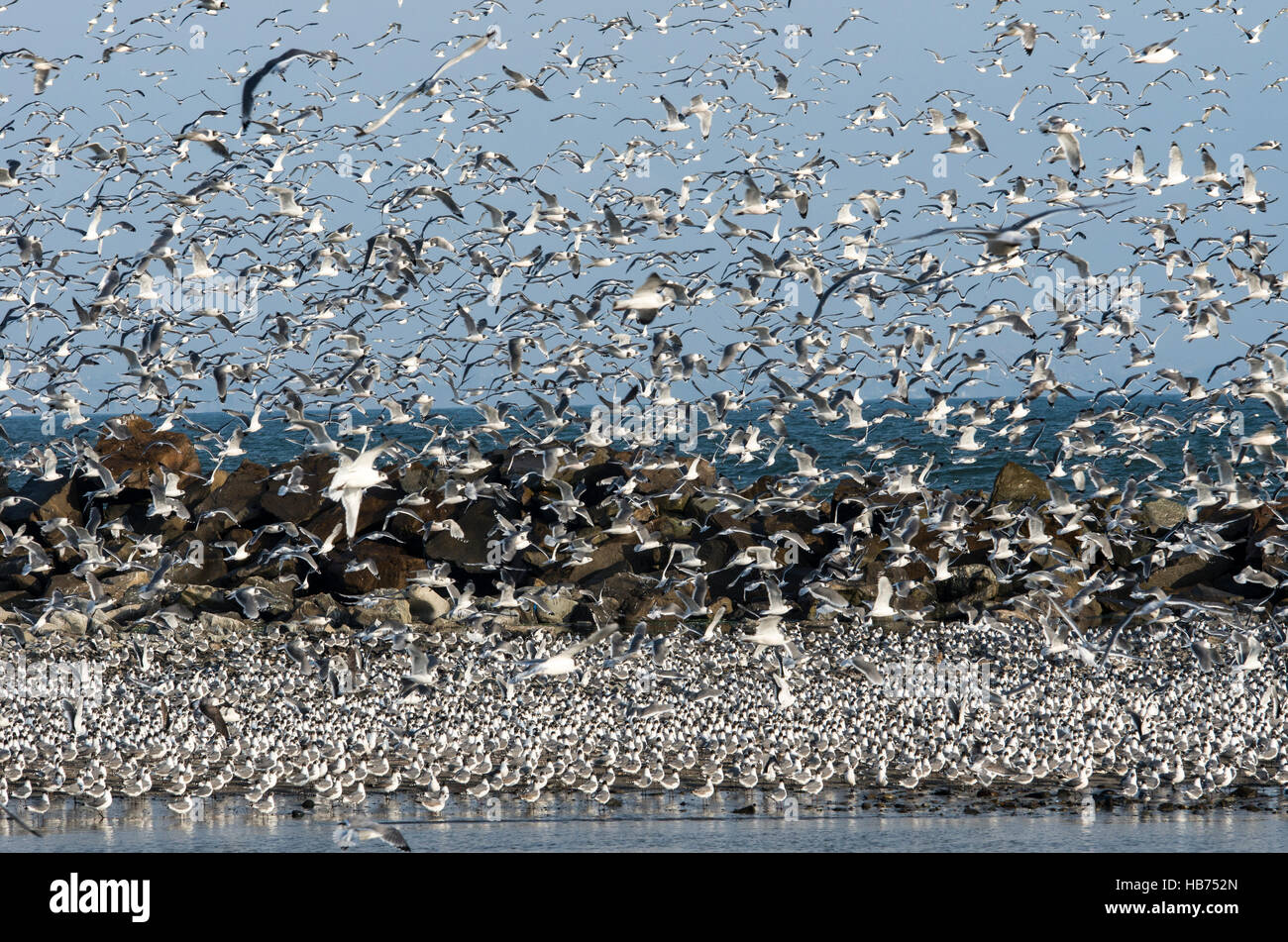 Flock of birds in La Punta, El Callao, Peru Stock Photo - Alamy