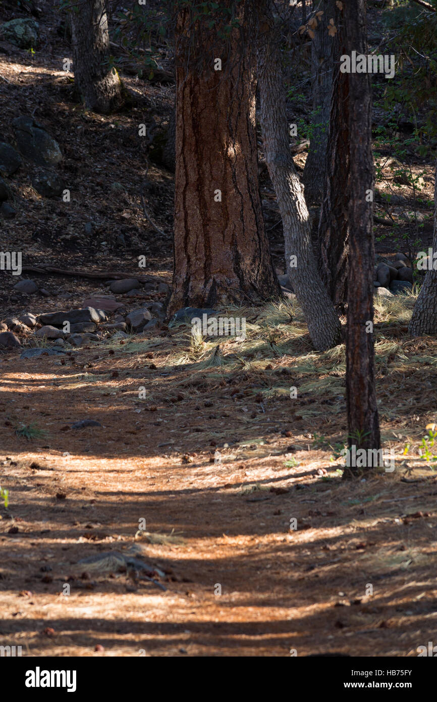 The Highline Trail passing through a ponderosa pine forest at the base ...