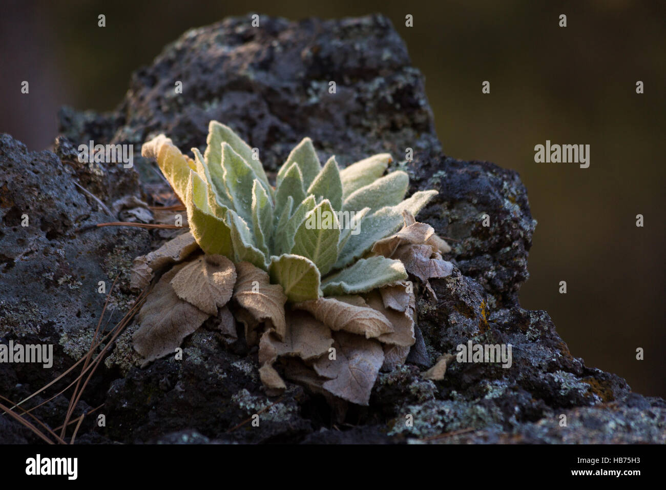 A small mullein plant growing on a boulder along the Highline Trail ...