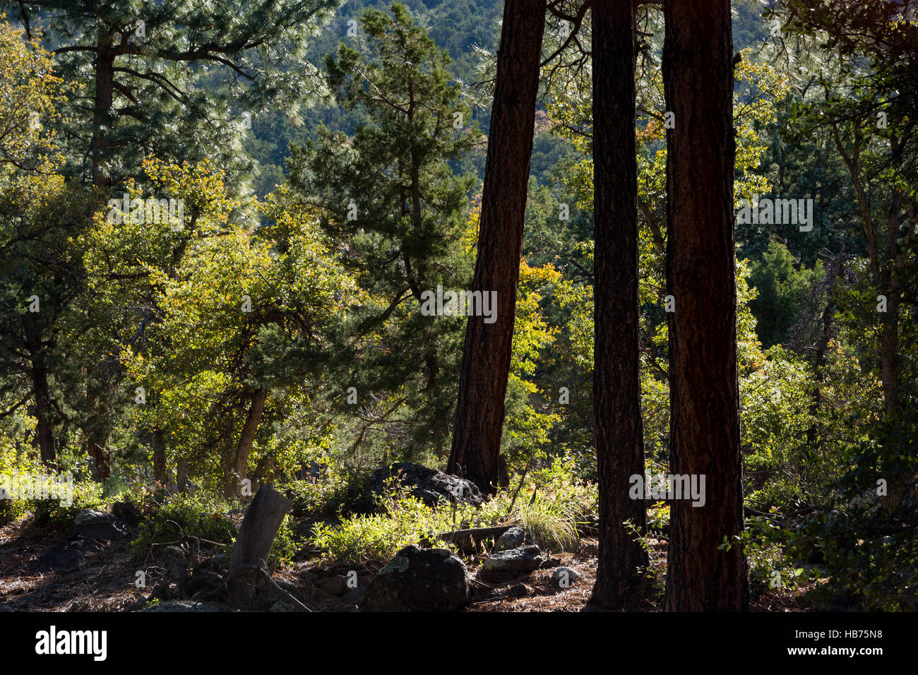 Ponderosa pine tree trunks along the Highline Trail at the base of the ...