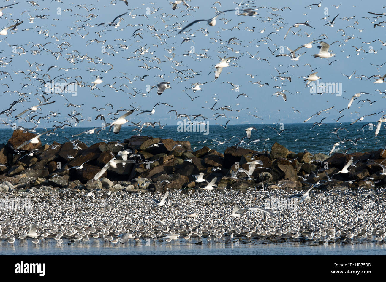 Flock of birds in La Punta, El Callao, Peru Stock Photo - Alamy