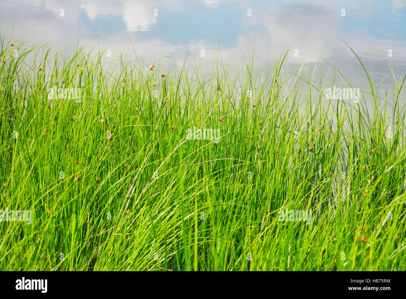 Reeds on the background of the pond close-up Stock Photo - Alamy