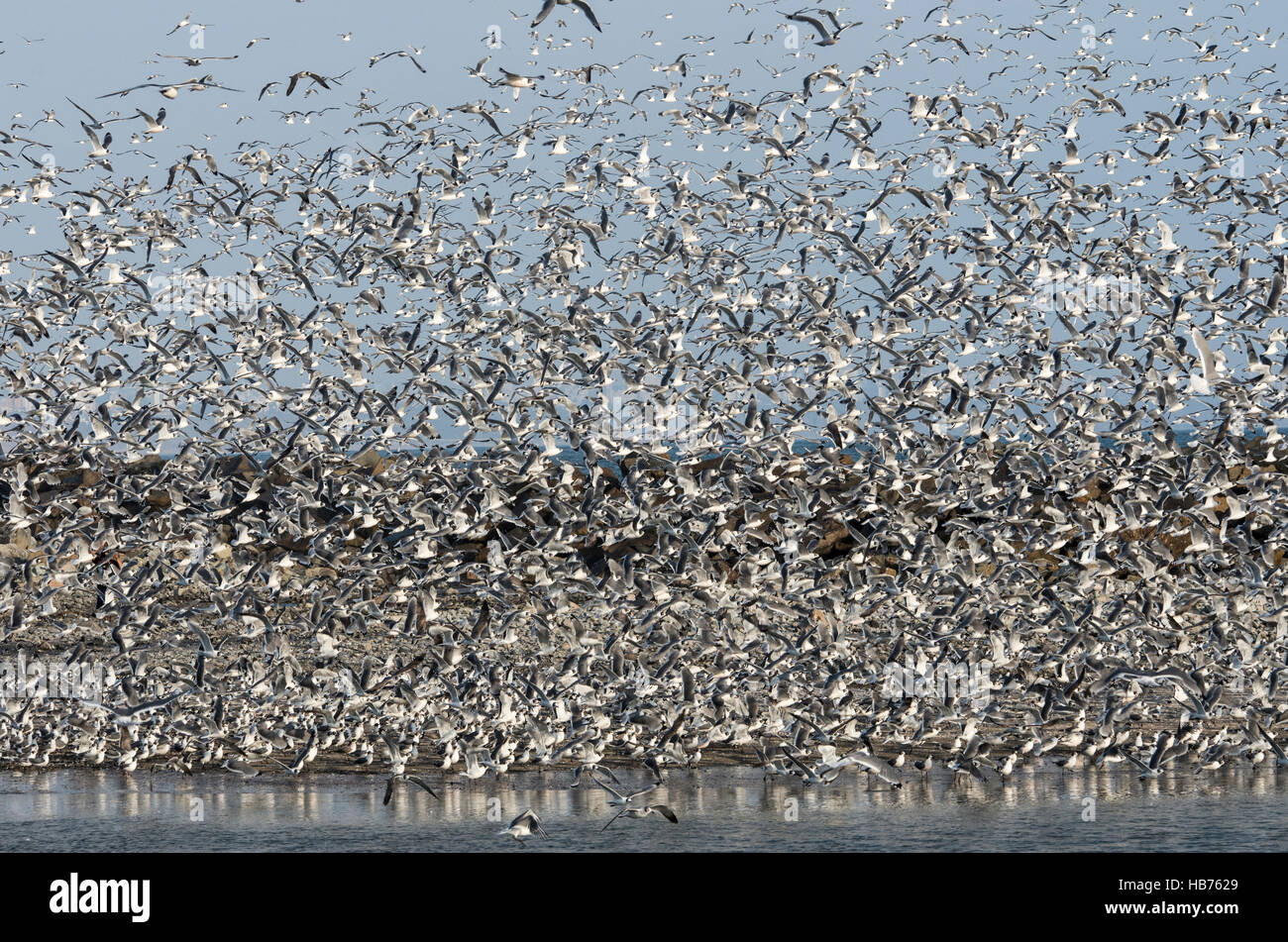 Flock of birds in La Punta, El Callao, Peru Stock Photo - Alamy