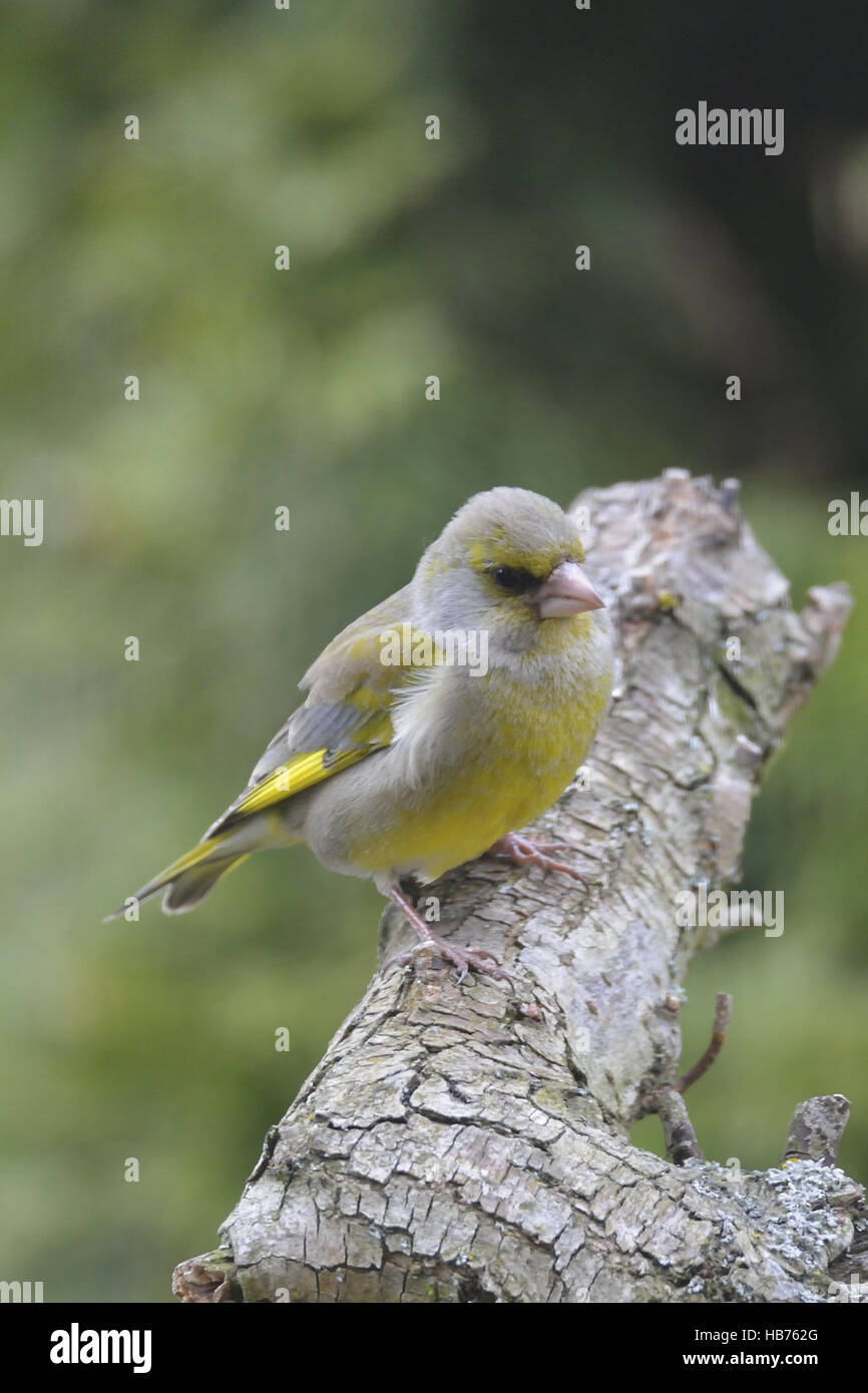 Greenfinch fauna hi-res stock photography and images - Alamy