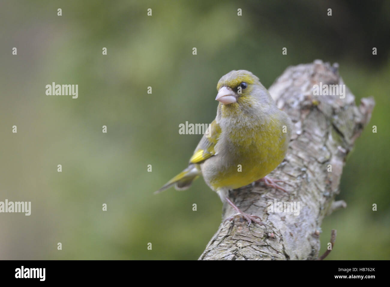 Greenfinch fauna hi-res stock photography and images - Alamy