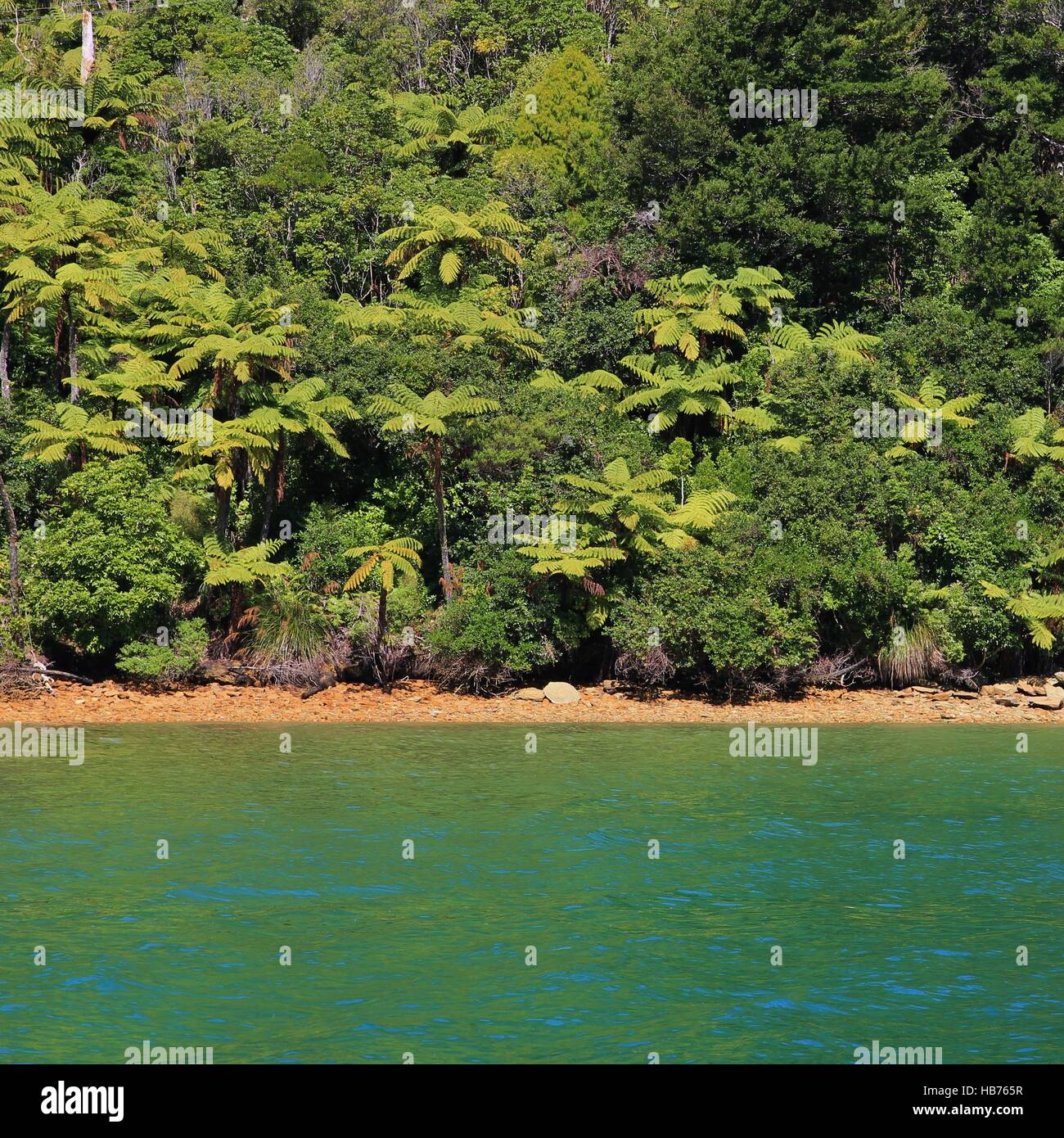 Native bush in New Zealand Stock Photo - Alamy