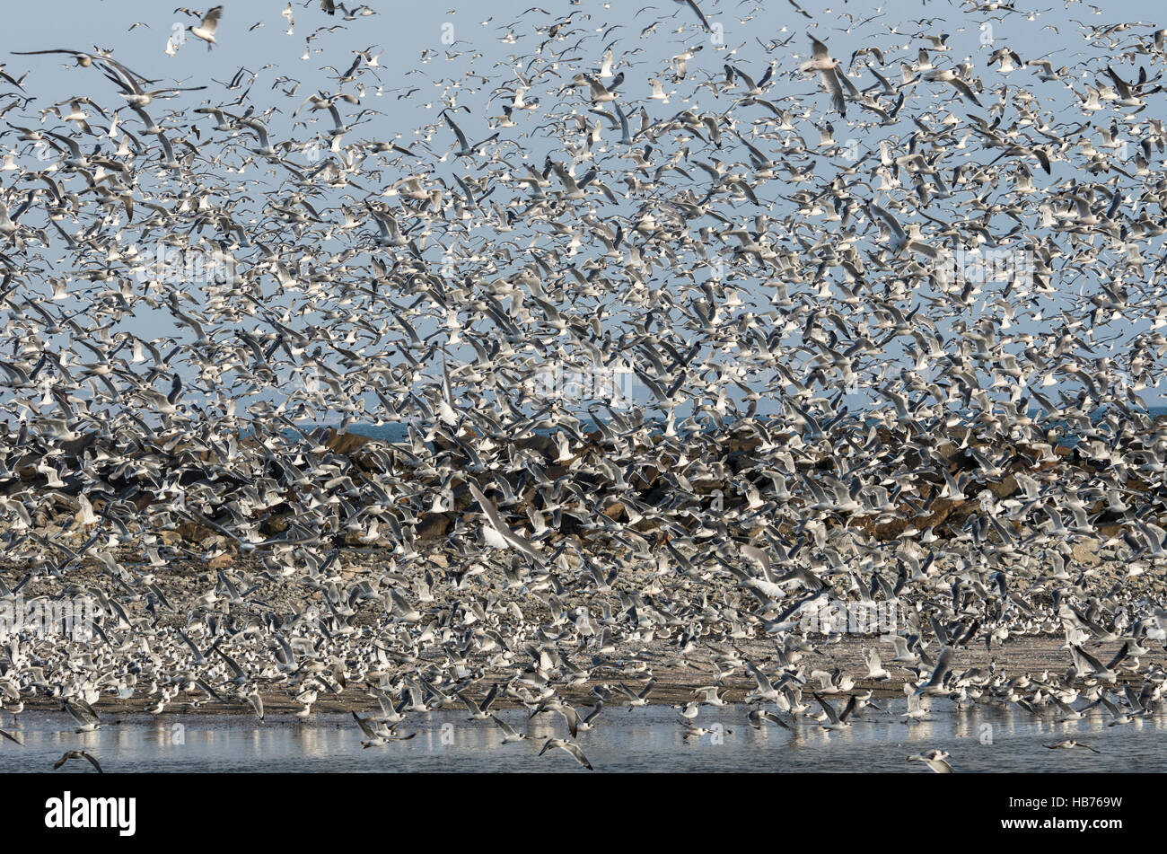 Flock of birds in La Punta, El Callao, Peru Stock Photo - Alamy