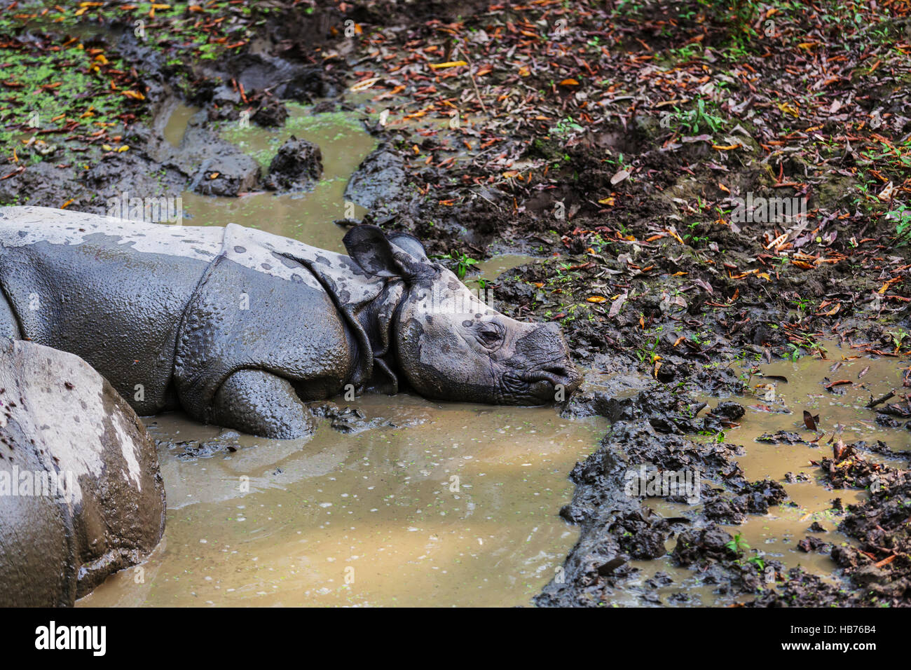 Rhino in Nepal Stock Photo - Alamy