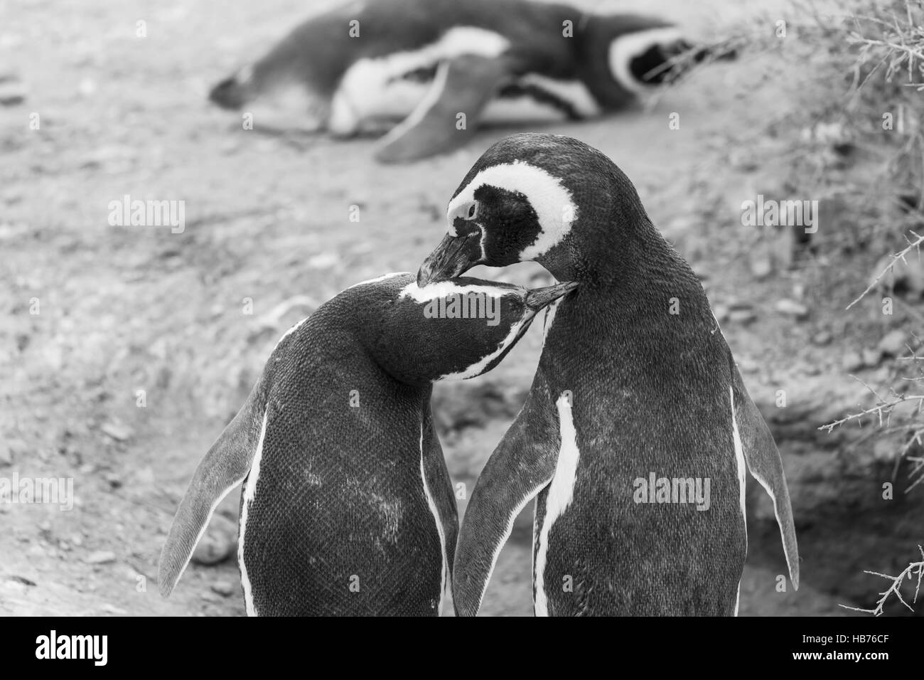 Penguin colony Black and White Stock Photos & Images - Alamy
