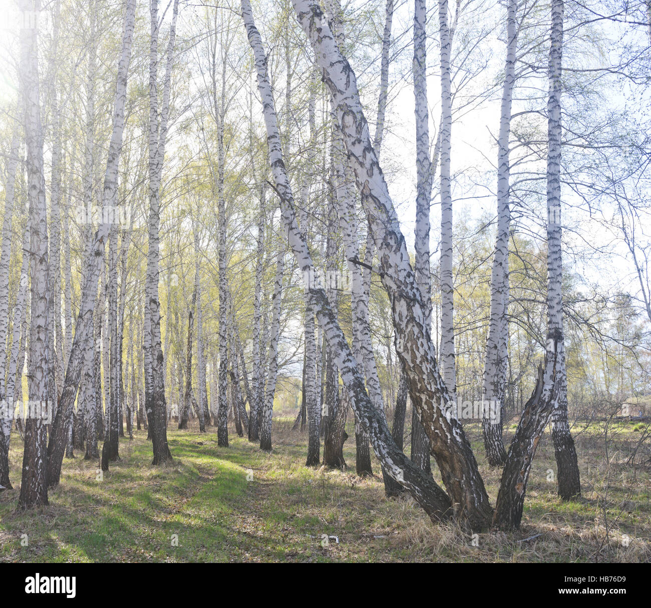 spring birch forest Stock Photo - Alamy