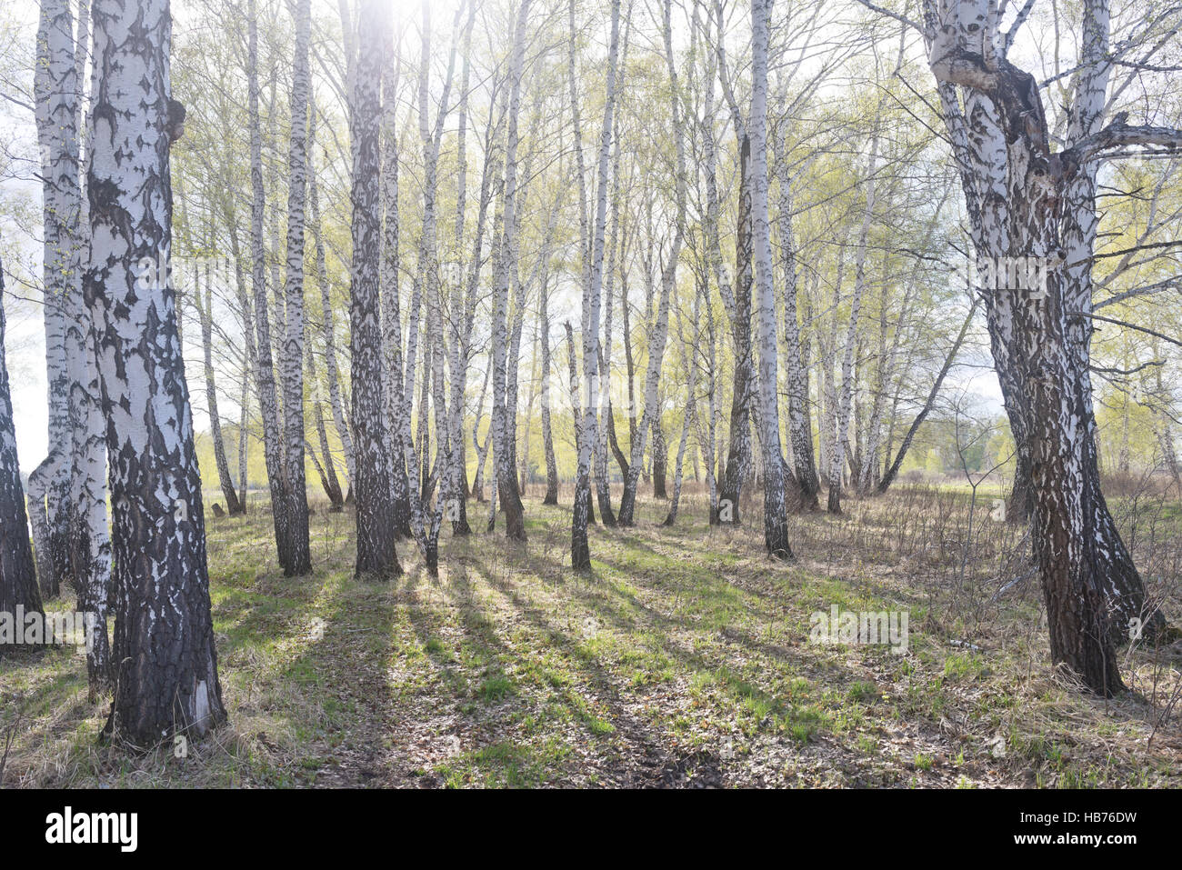 spring birch forest Stock Photo - Alamy