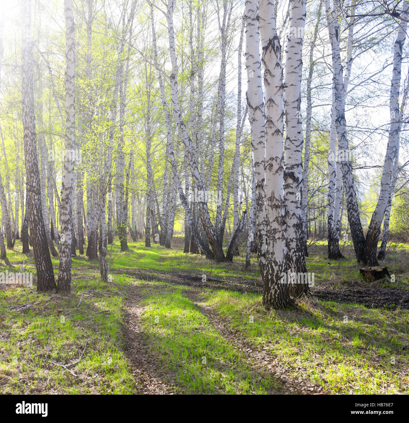 spring birch forest Stock Photo - Alamy