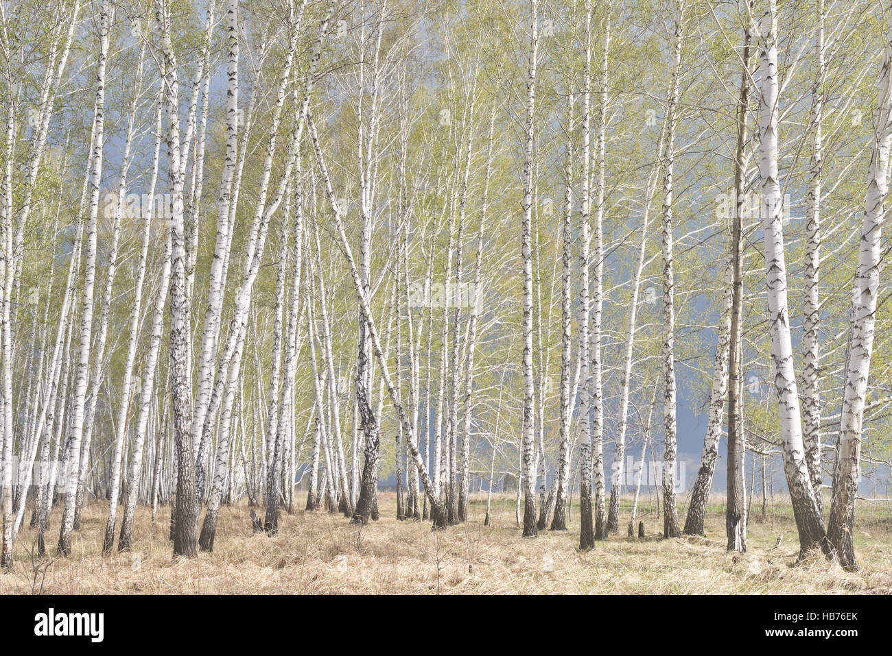 spring birch forest Stock Photo - Alamy